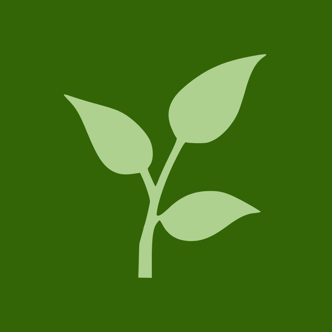 Olive Tree Solidarity